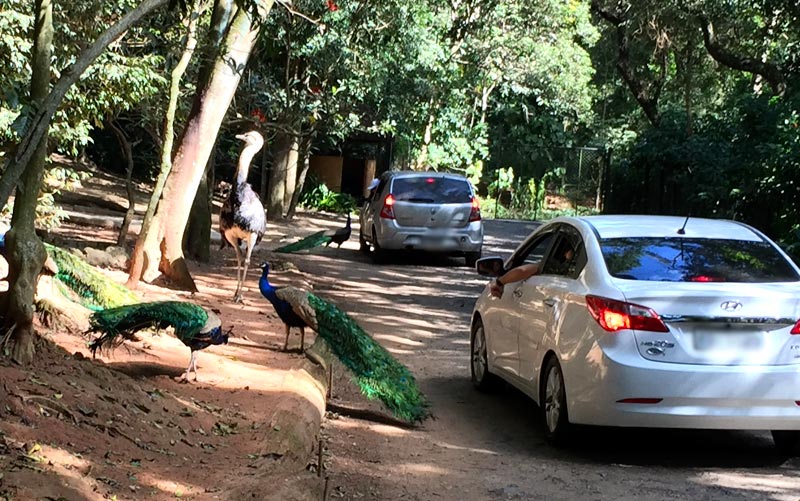 Zoo Safári: Como é o passeio ao antigo Simba Safári em São Paulo