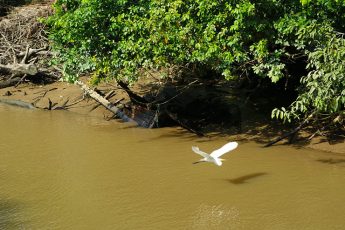 Ilha do Combu em Belém do Pará: Como chegar e o que fazer